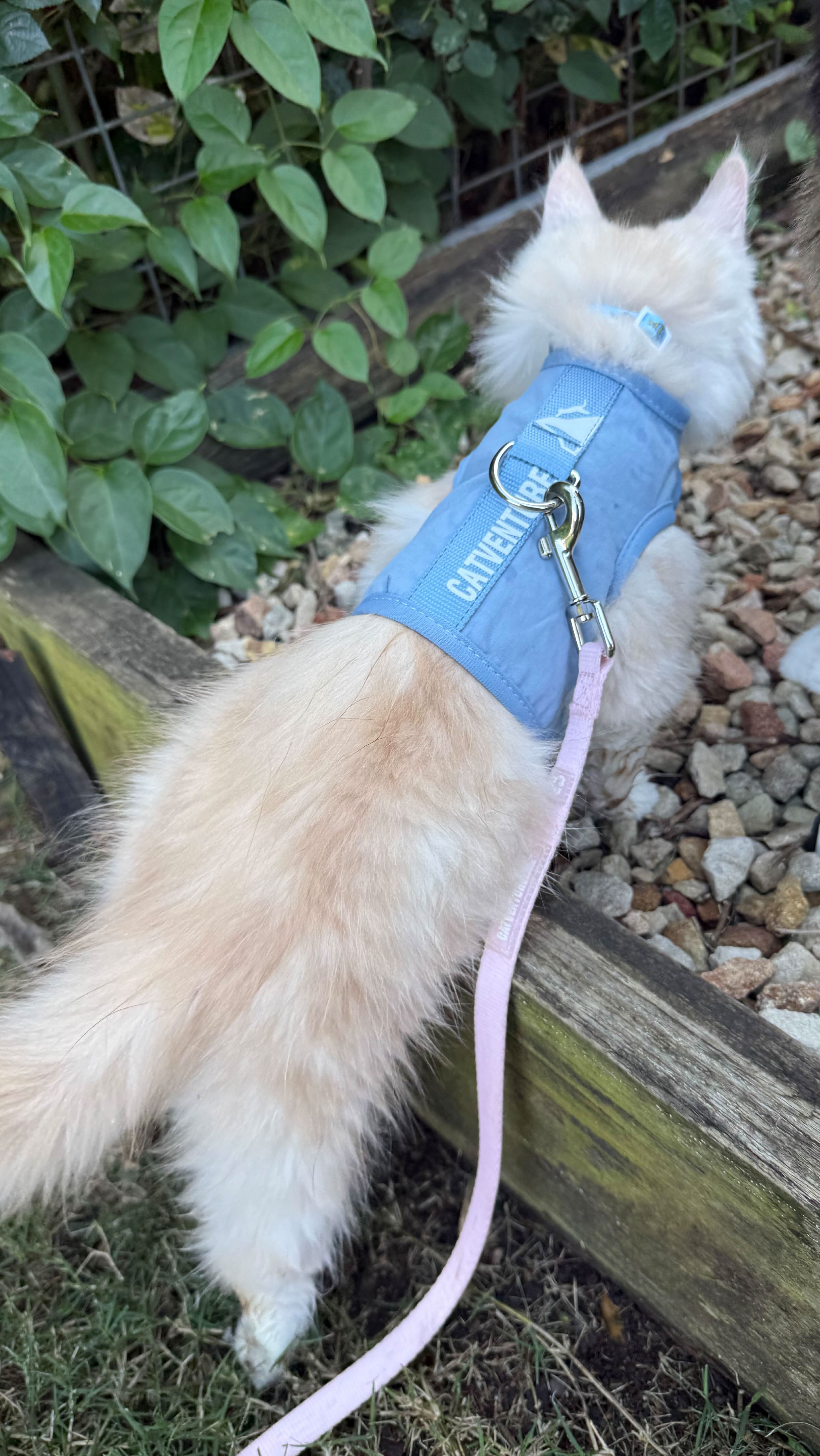 The Complete Beginner’s Guide To Walking Your Cat Outdoors Safely In A ...